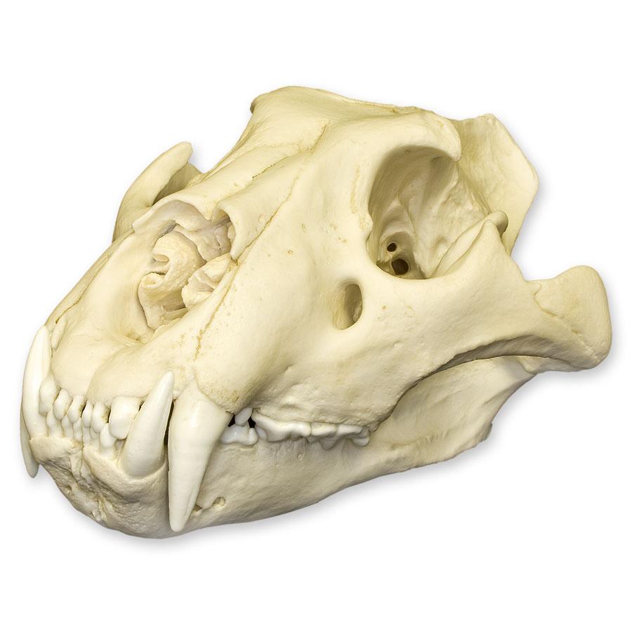 African Lion Skull Front