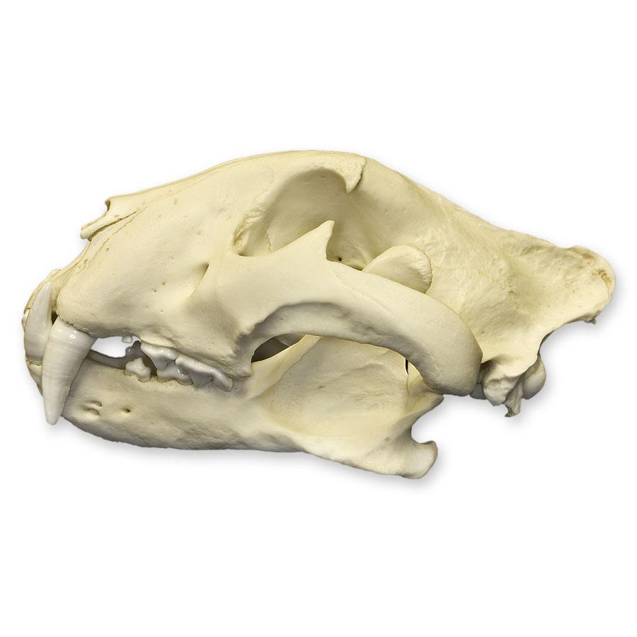 Tiger Skull Front View