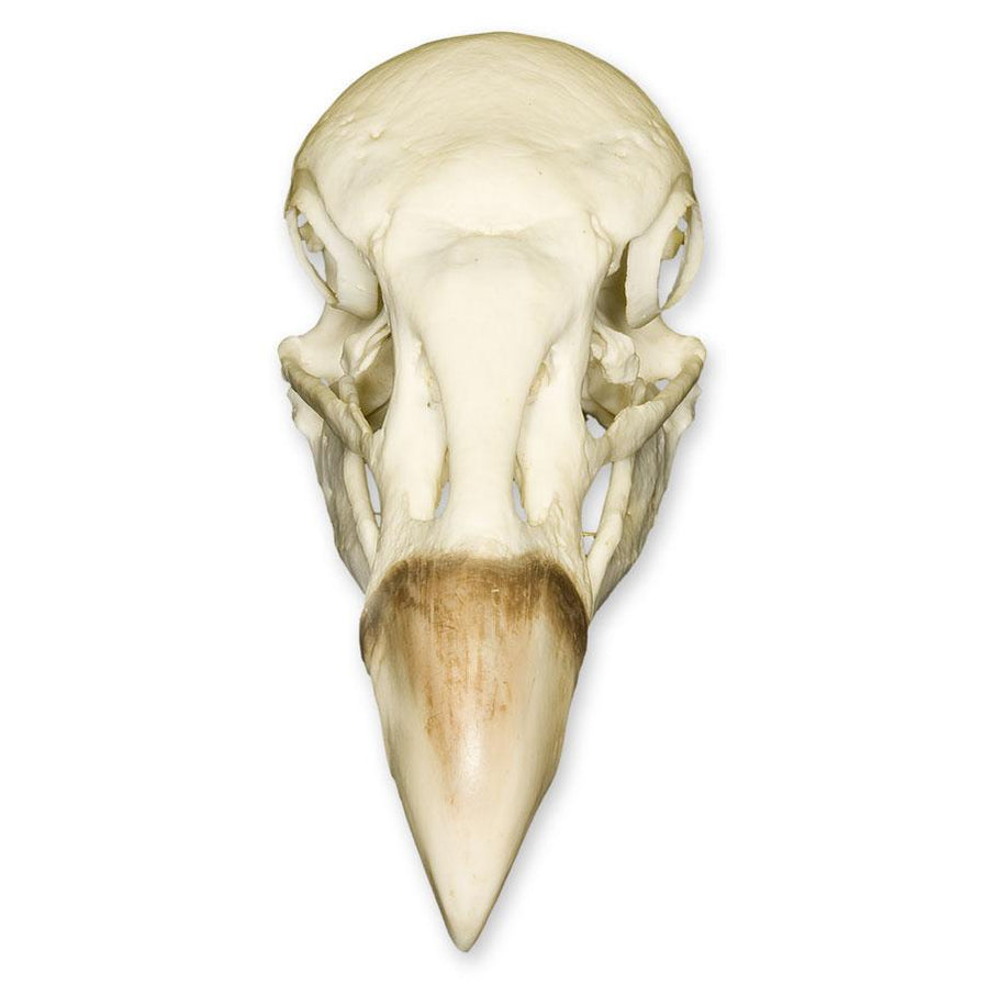 Replica Andean Condor Skull — Skulls Unlimited International, Inc.