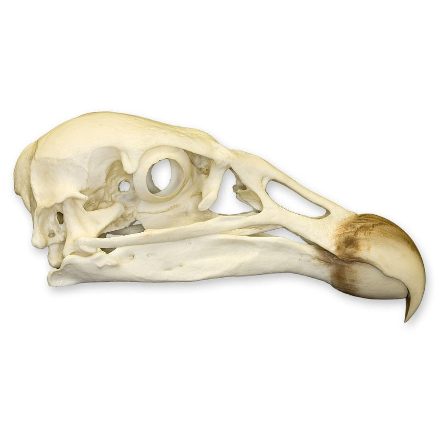 Replica Andean Condor Skull — Skulls Unlimited International, Inc.