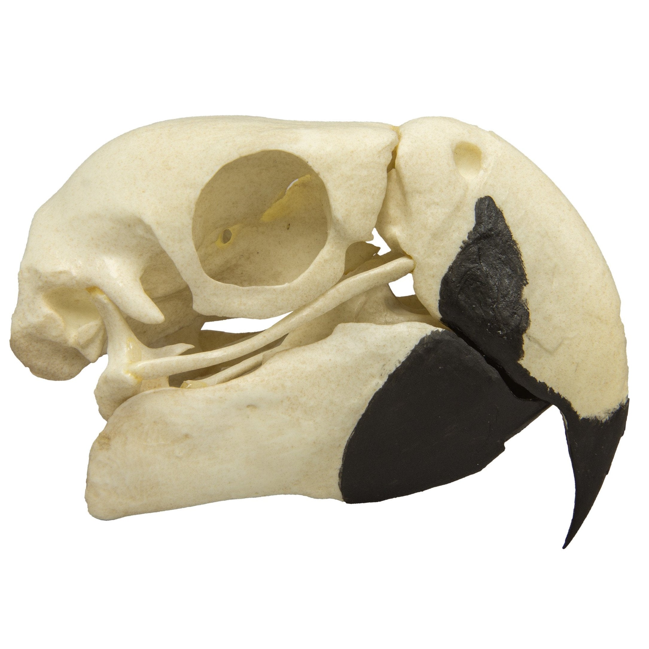 Replica Scarlet Macaw Skull — Skulls Unlimited International, Inc.