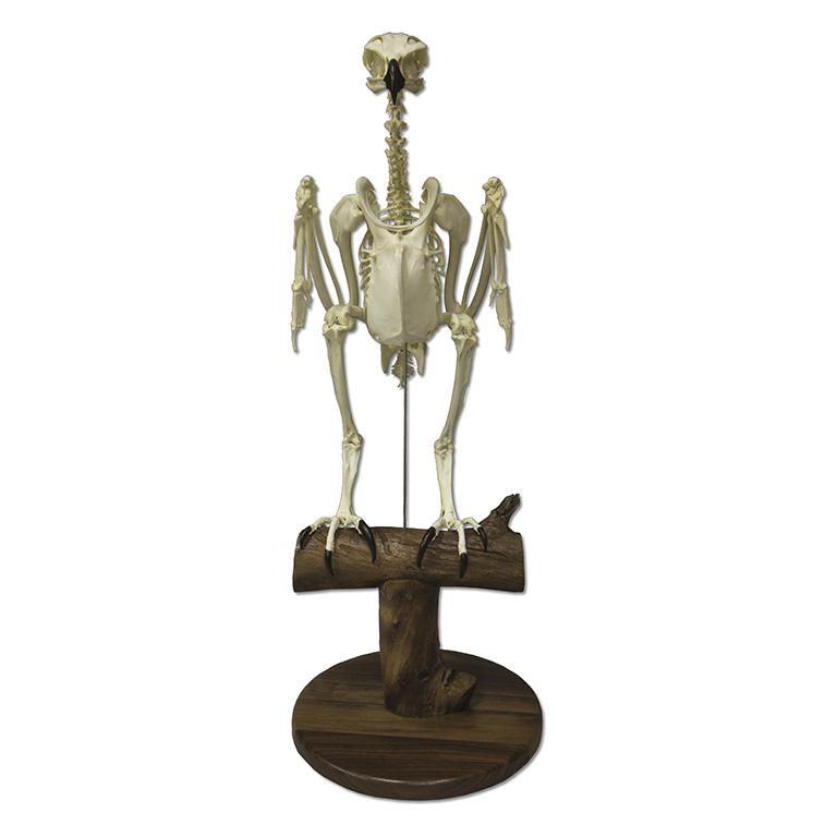 Replica Golden Eagle Skeleton — Skulls Unlimited International, Inc.