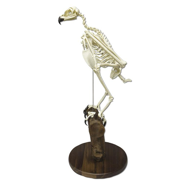 Replica Golden Eagle Skeleton — Skulls Unlimited International, Inc.