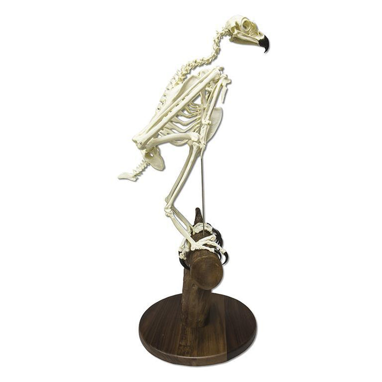 Replica Golden Eagle Skeleton — Skulls Unlimited International, Inc.