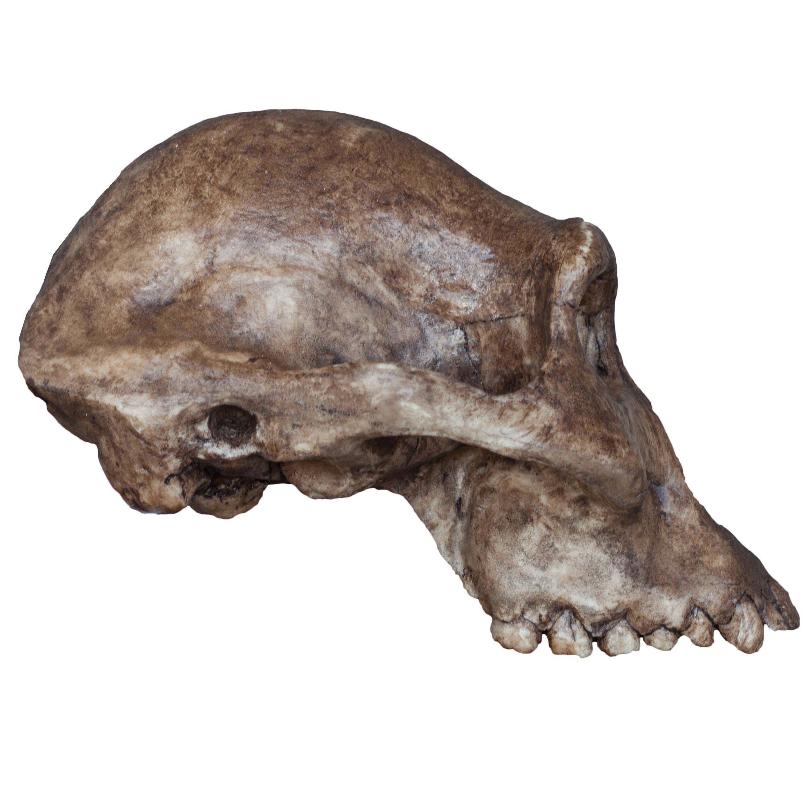 Australopithecus afarensis (Economy Cranium) For Sale — Skulls ...