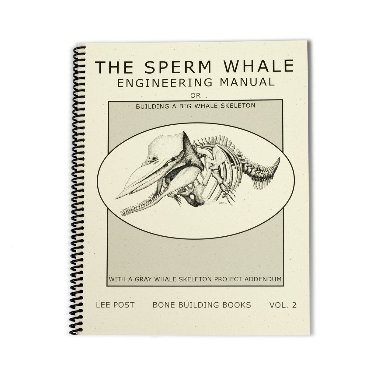 Sperm Whale Illustration Skeleton