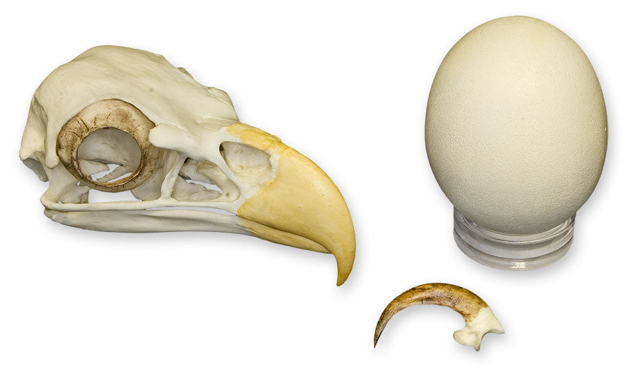Replica Bald Eagle Set (Skull, Talon, Egg) — Skulls Unlimited ...