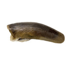 Real American Beaver Claw — Skulls Unlimited International, Inc.