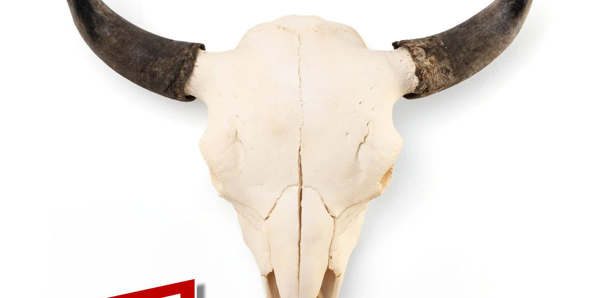 Real Bison Skull For Sale — Skulls Unlimited International, Inc.