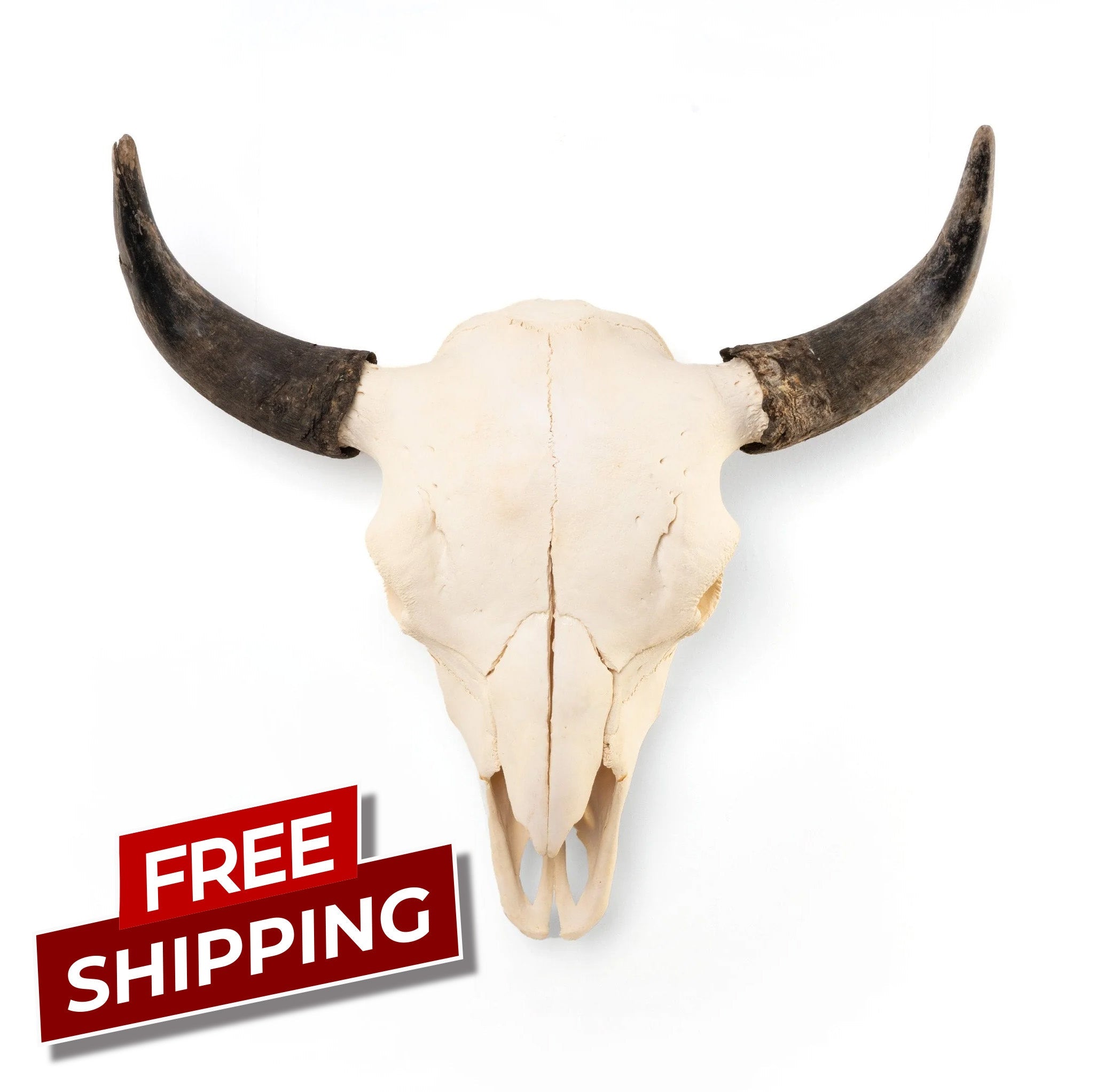 Real Bison Skull For Sale — Skulls Unlimited International, Inc.