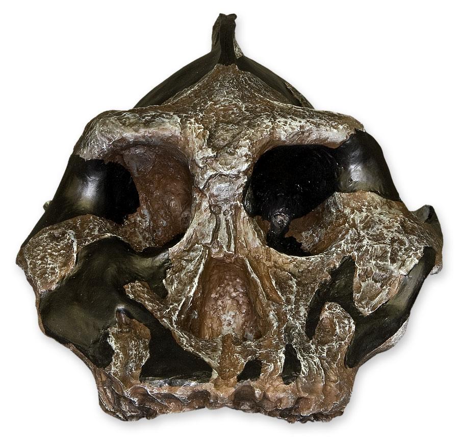 Australopithecus Aethiopicus Skull