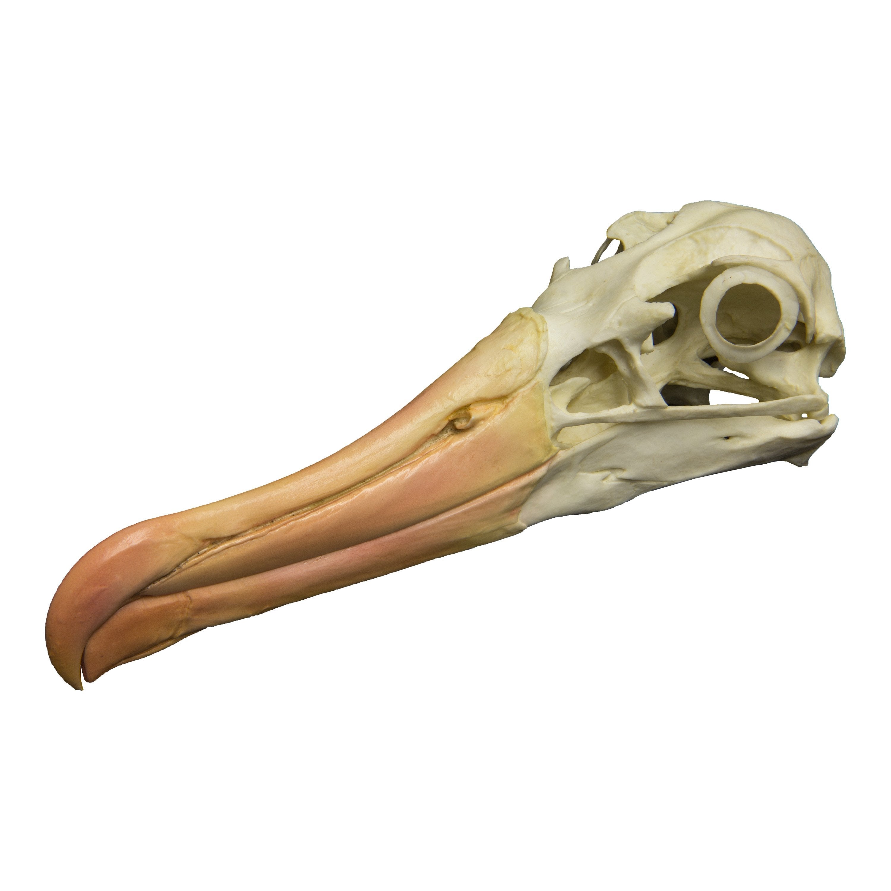 Replica Black-browed Albatross Skull — Skulls Unlimited International, Inc.