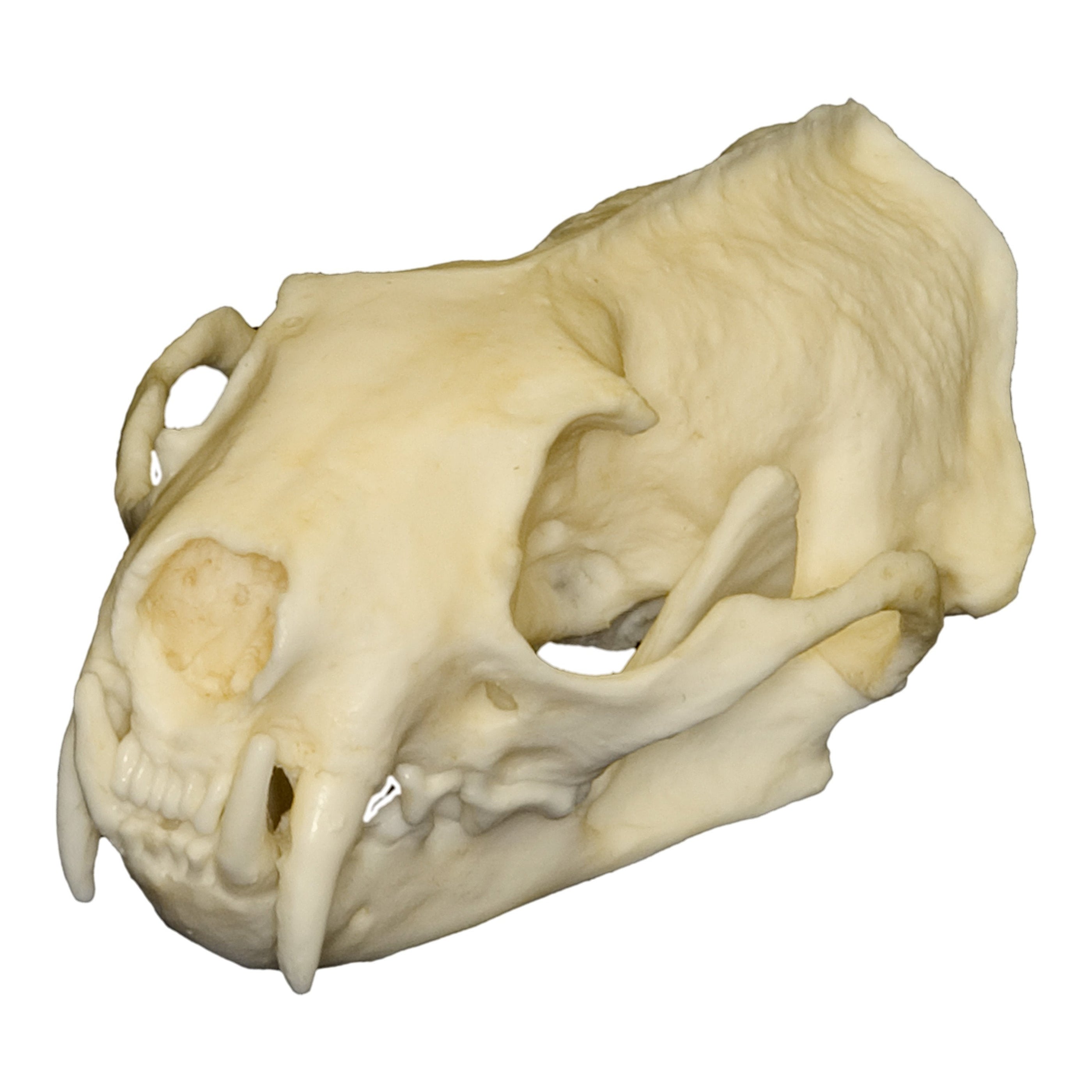 Replica Black-Footed Ferret Skull — Skulls Unlimited International, Inc.