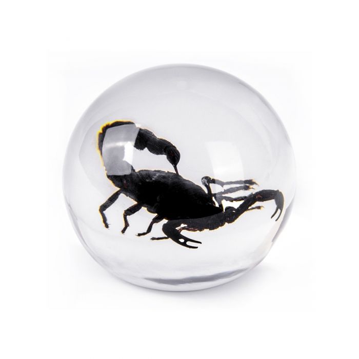Clear Scorpion