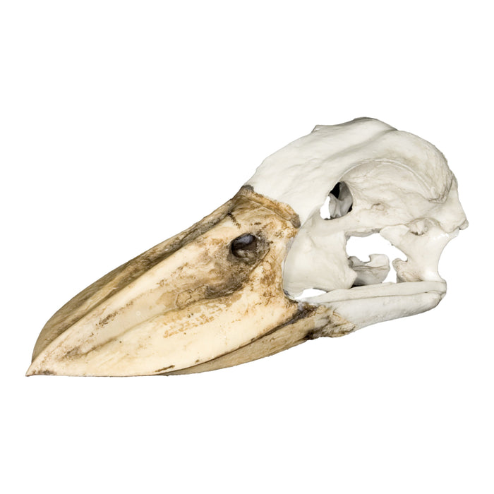 Egret Skull