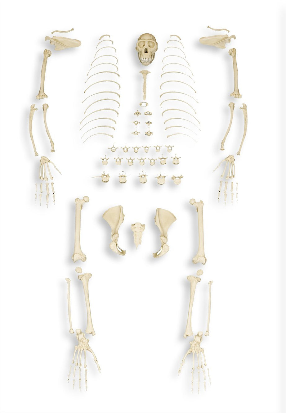 Replica Bonobo Skeleton - (Bipedal) — Skulls Unlimited International, Inc.