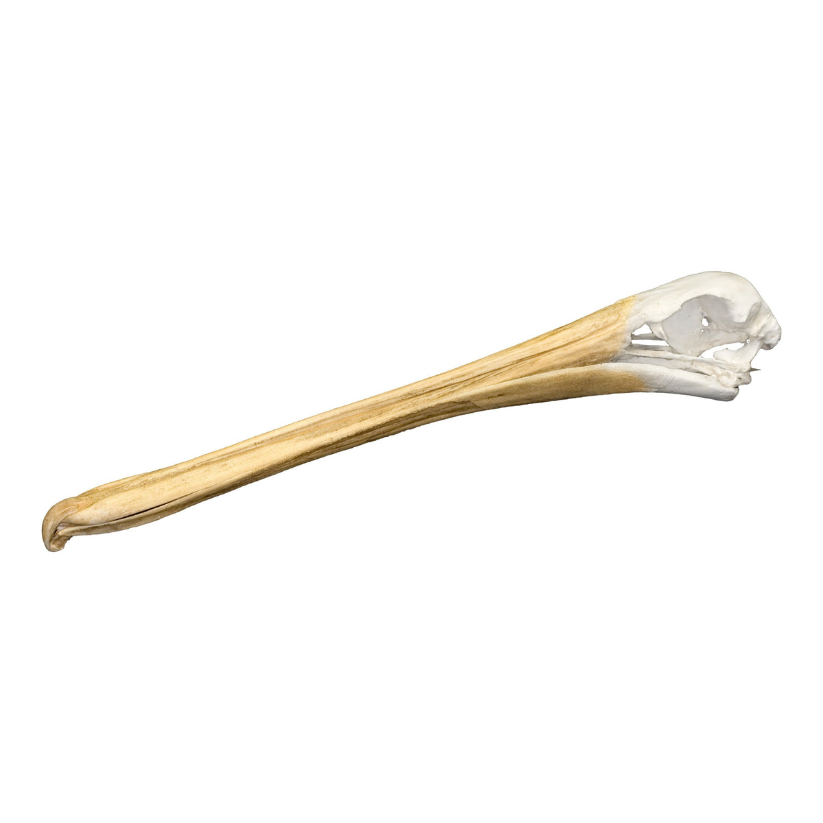 Replica Brown Pelican Skull For Sale — Skulls Unlimited International, Inc.