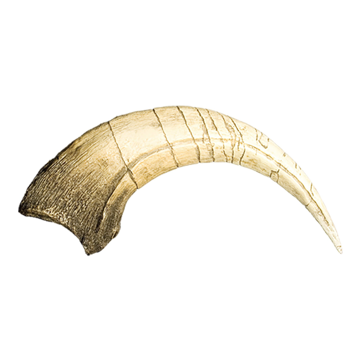 Replica Megaraptor Claw For Sale — Skulls Unlimited International, Inc.