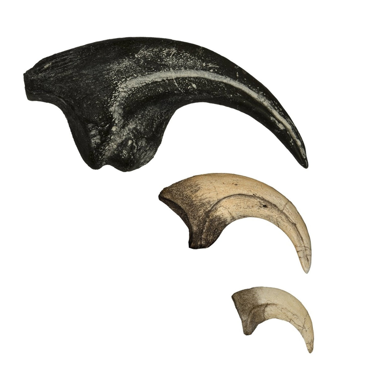 Replica Dinosaur Claw Set — Skulls Unlimited International, Inc.