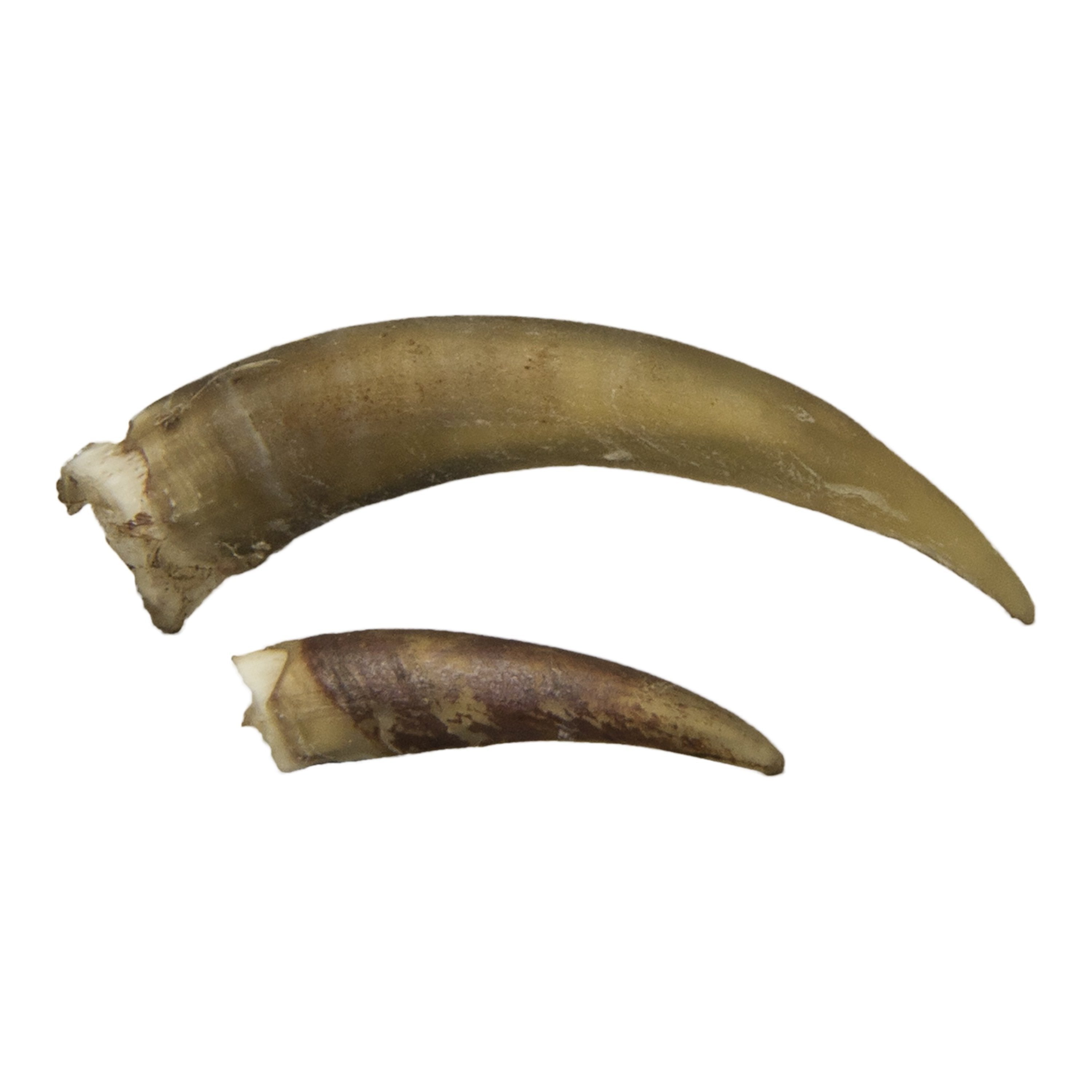 Real Snapping Turtle Claw — Skulls Unlimited International, Inc.