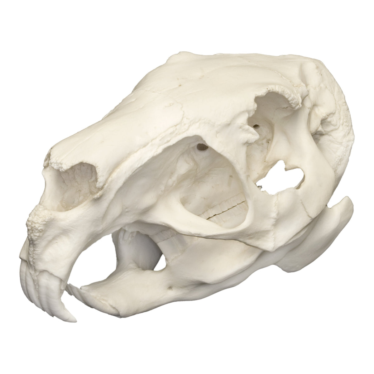 Replica Capybara Skull For Sale — Skulls Unlimited International, Inc.