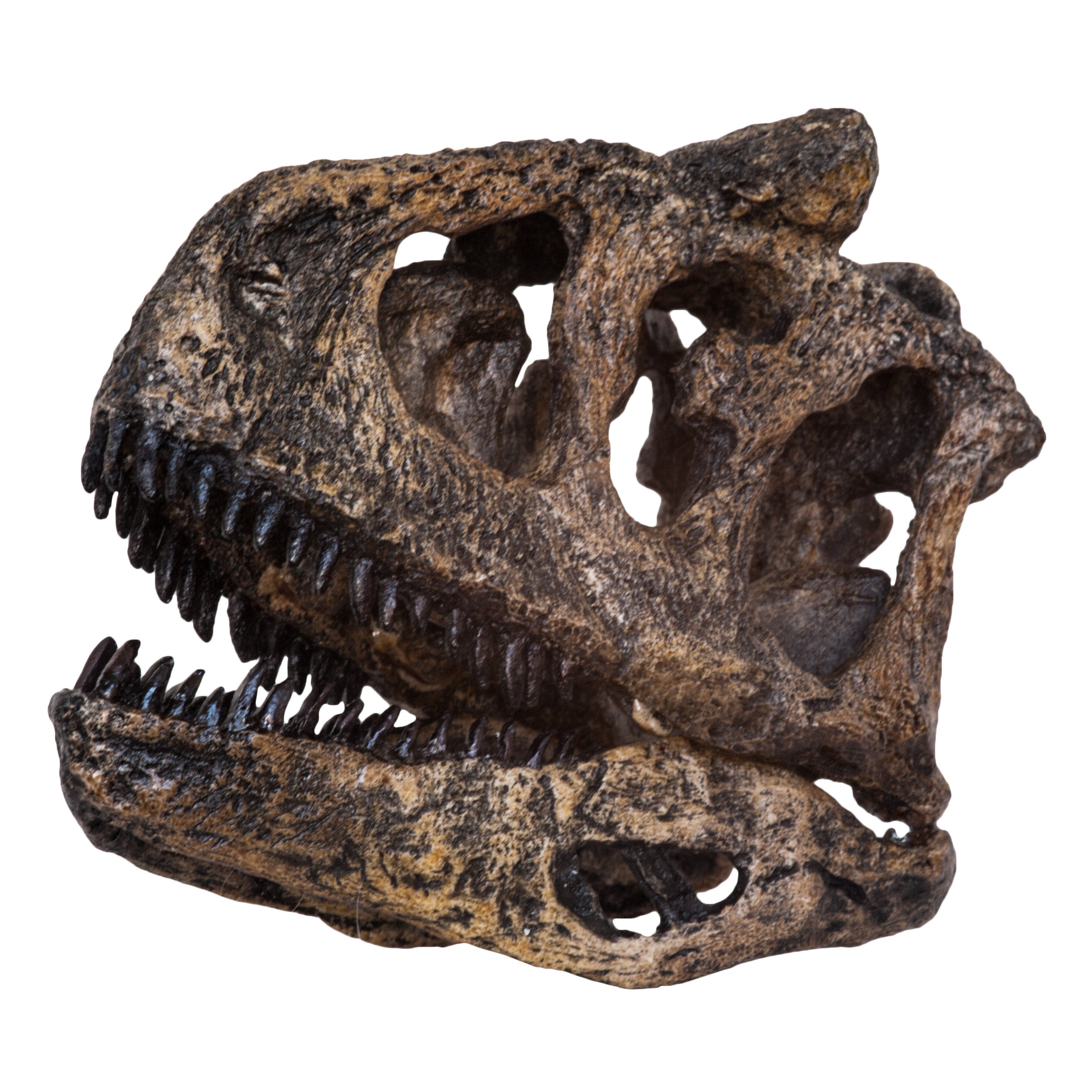 Carnotaurus Skull