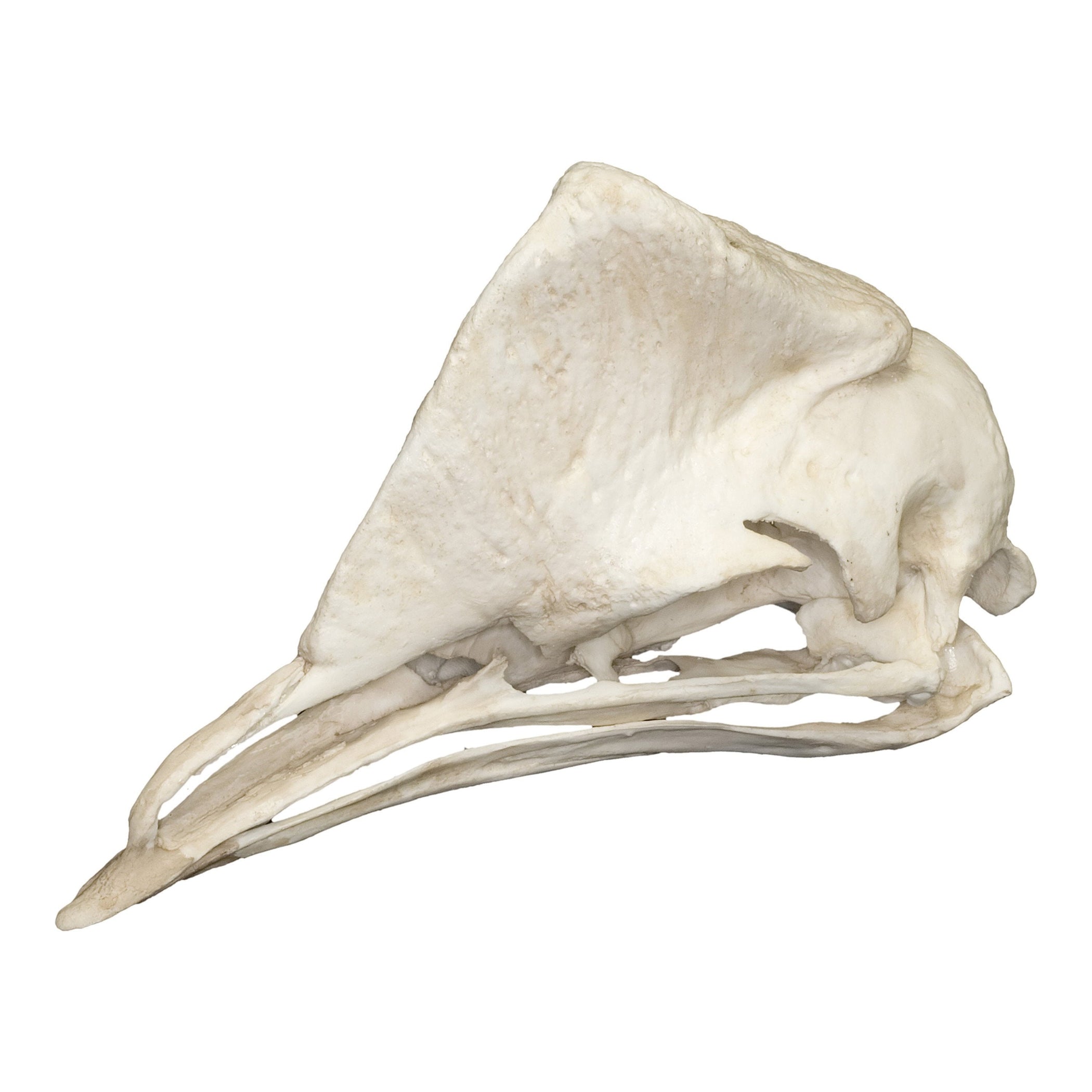 Replica Cassowary Skull — Skulls Unlimited International, Inc.