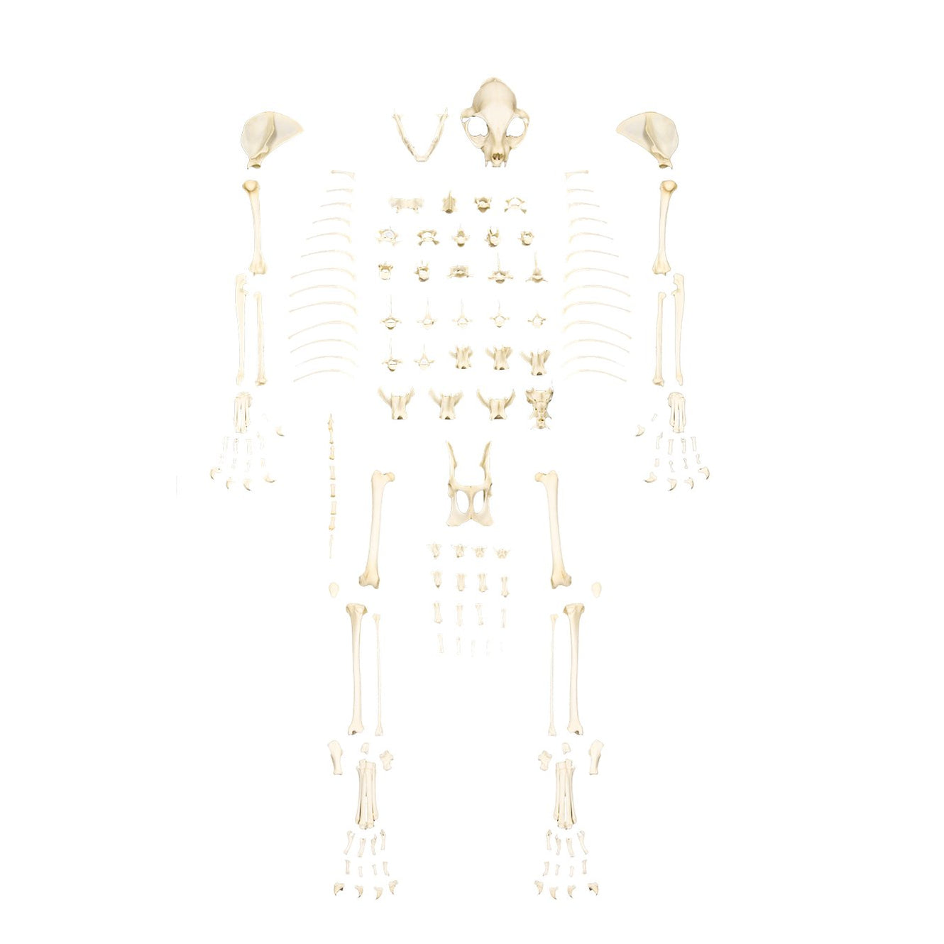 Real Domestic Cat Skeleton by Skulls Unlimited For Sale — Skulls ...