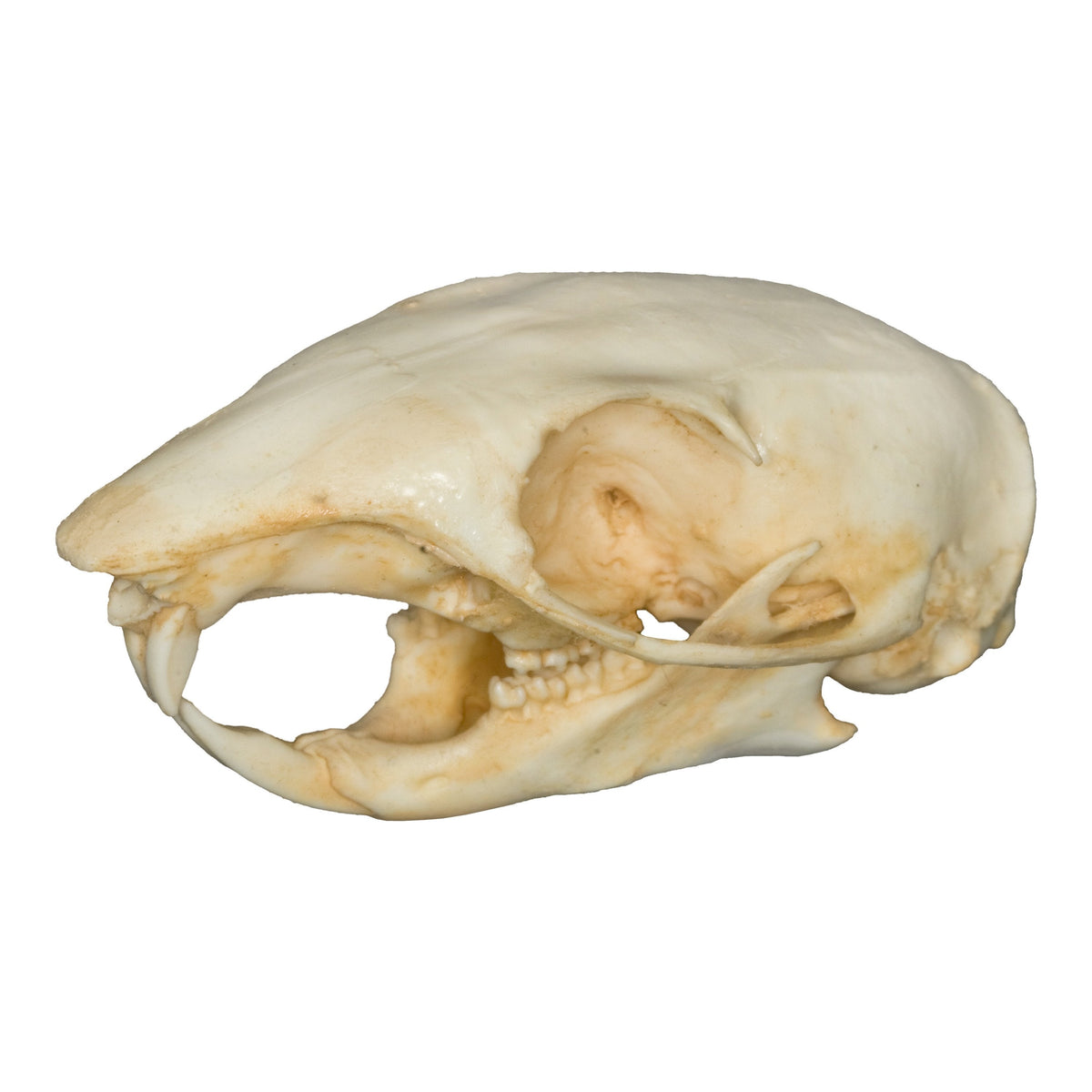 Replica Chipmunk Skull For Sale — Skulls Unlimited International, Inc.