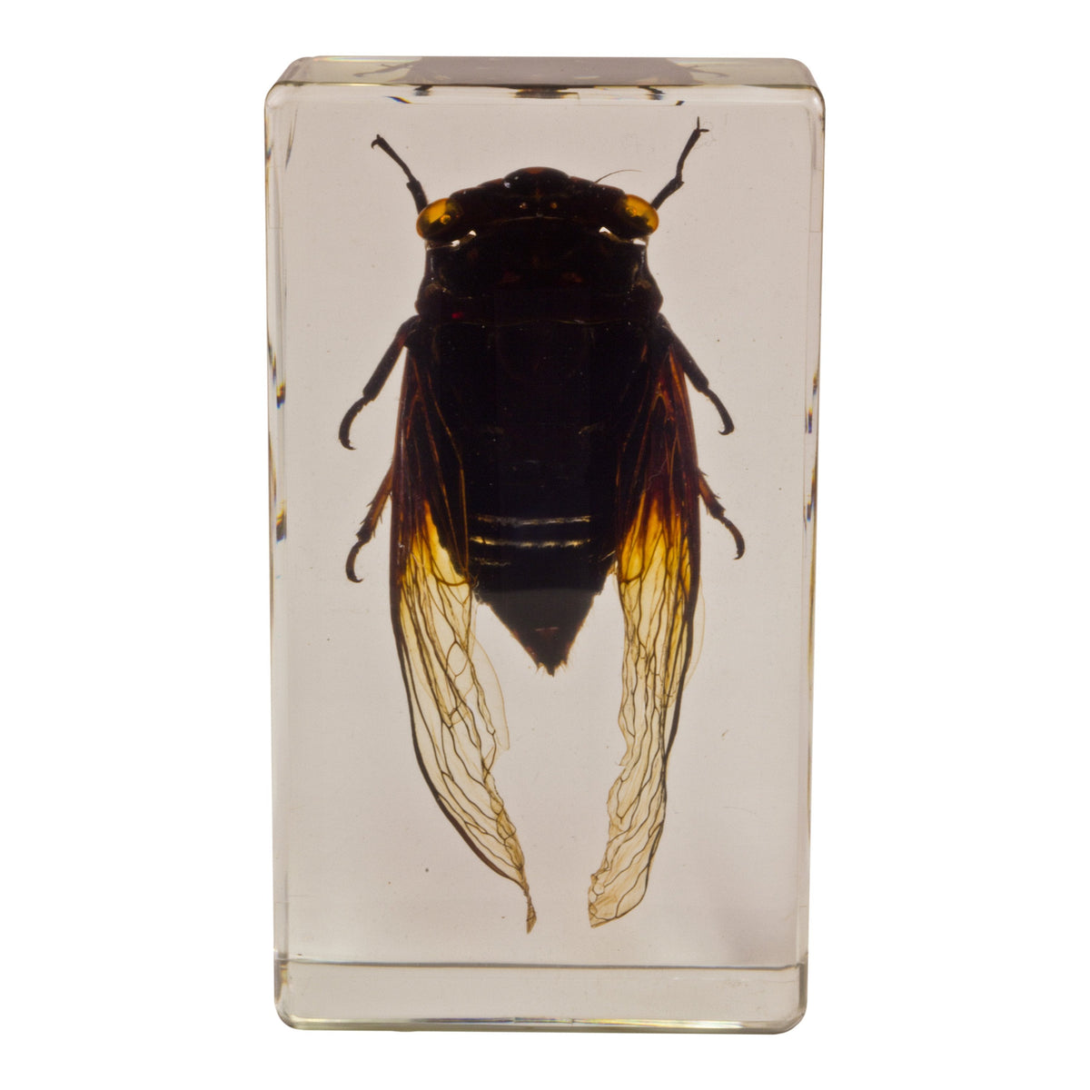 Real Cicada in Acrylic Paperweight — Skulls Unlimited International, Inc.