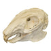 Replica Cottontail Rabbit Skull For Sale — Skulls Unlimited ...