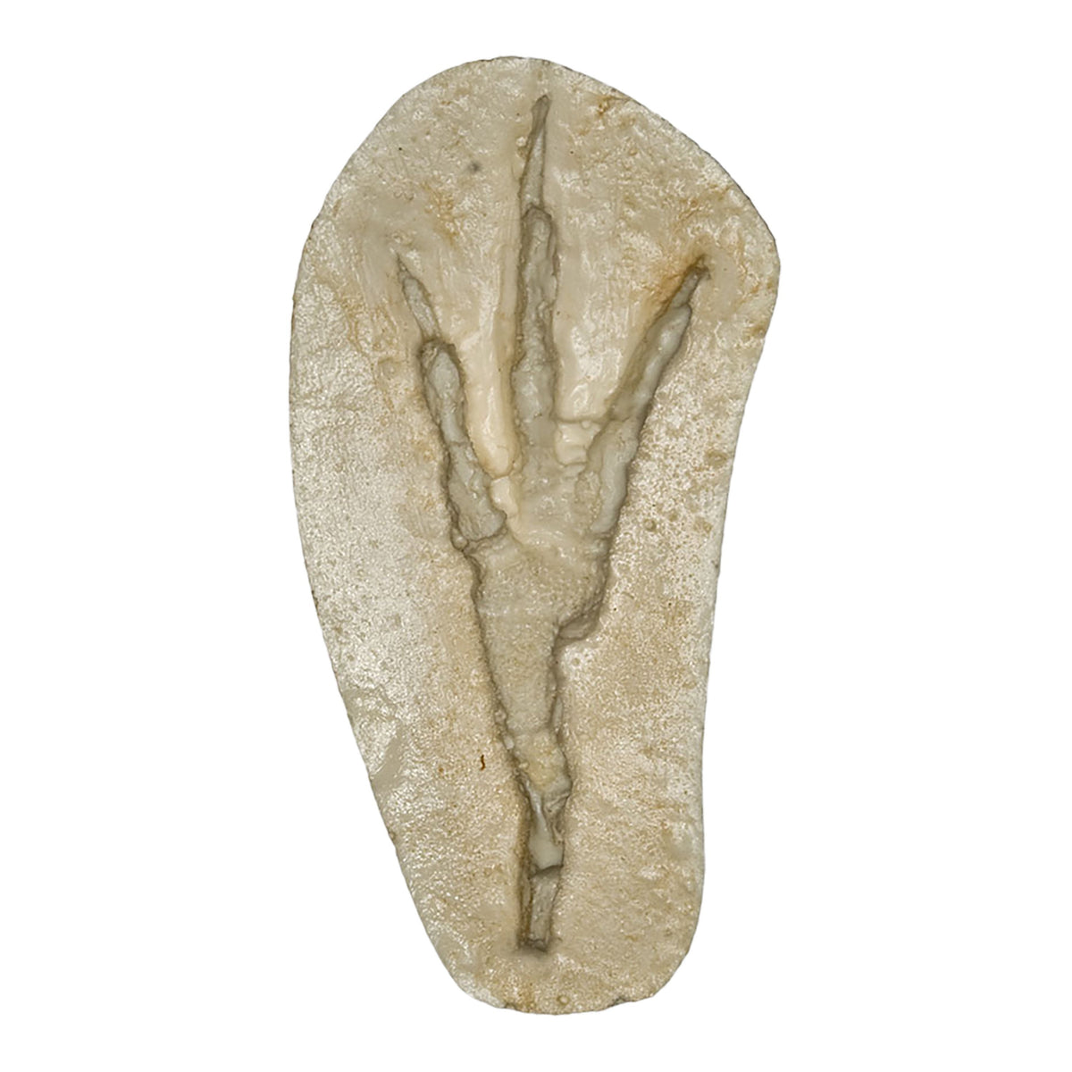 American Crow Negative Footprint — Skulls Unlimited International, Inc.