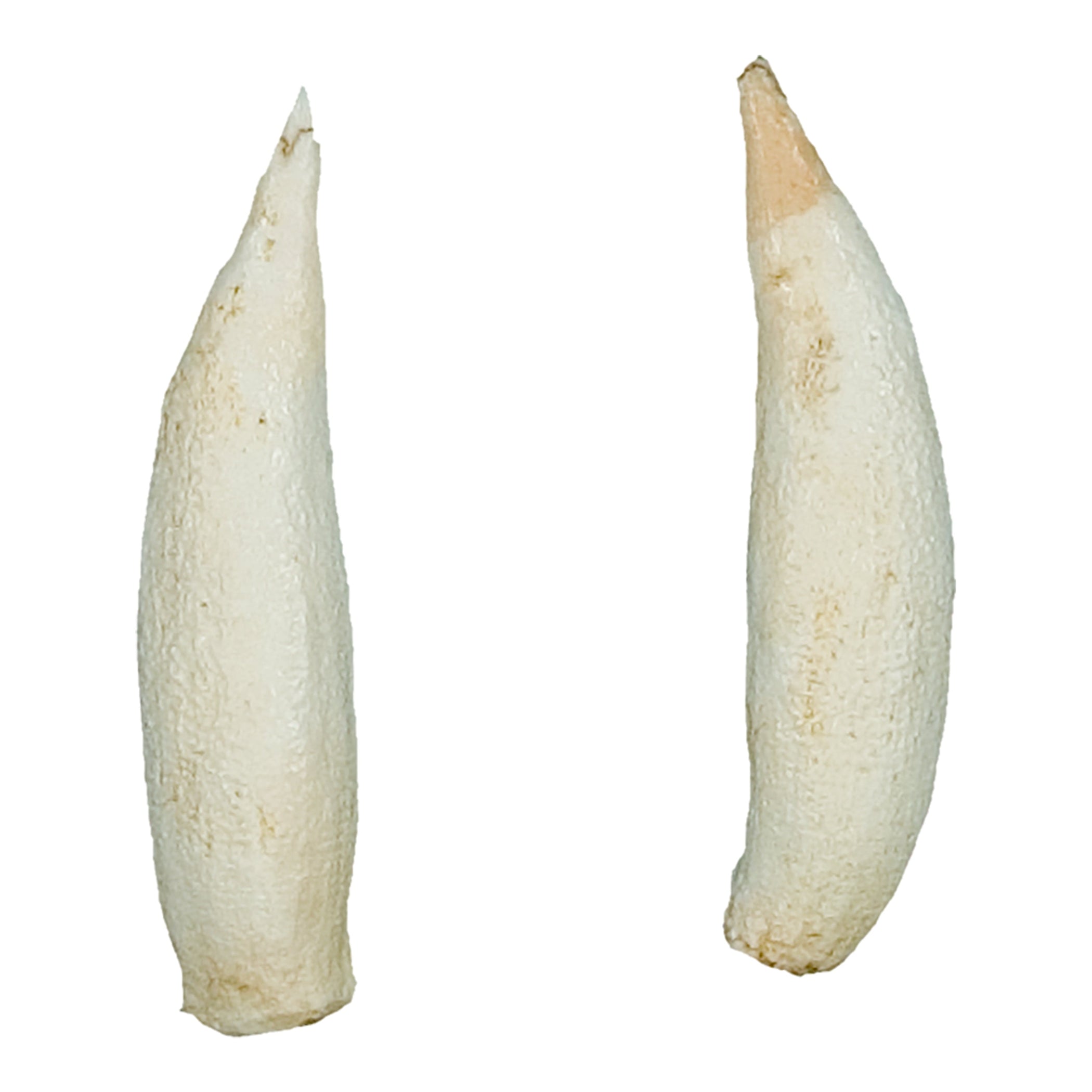 Replica Cuvier's Beaked Whale Tooth Pair For Sale — Skulls Unlimited ...