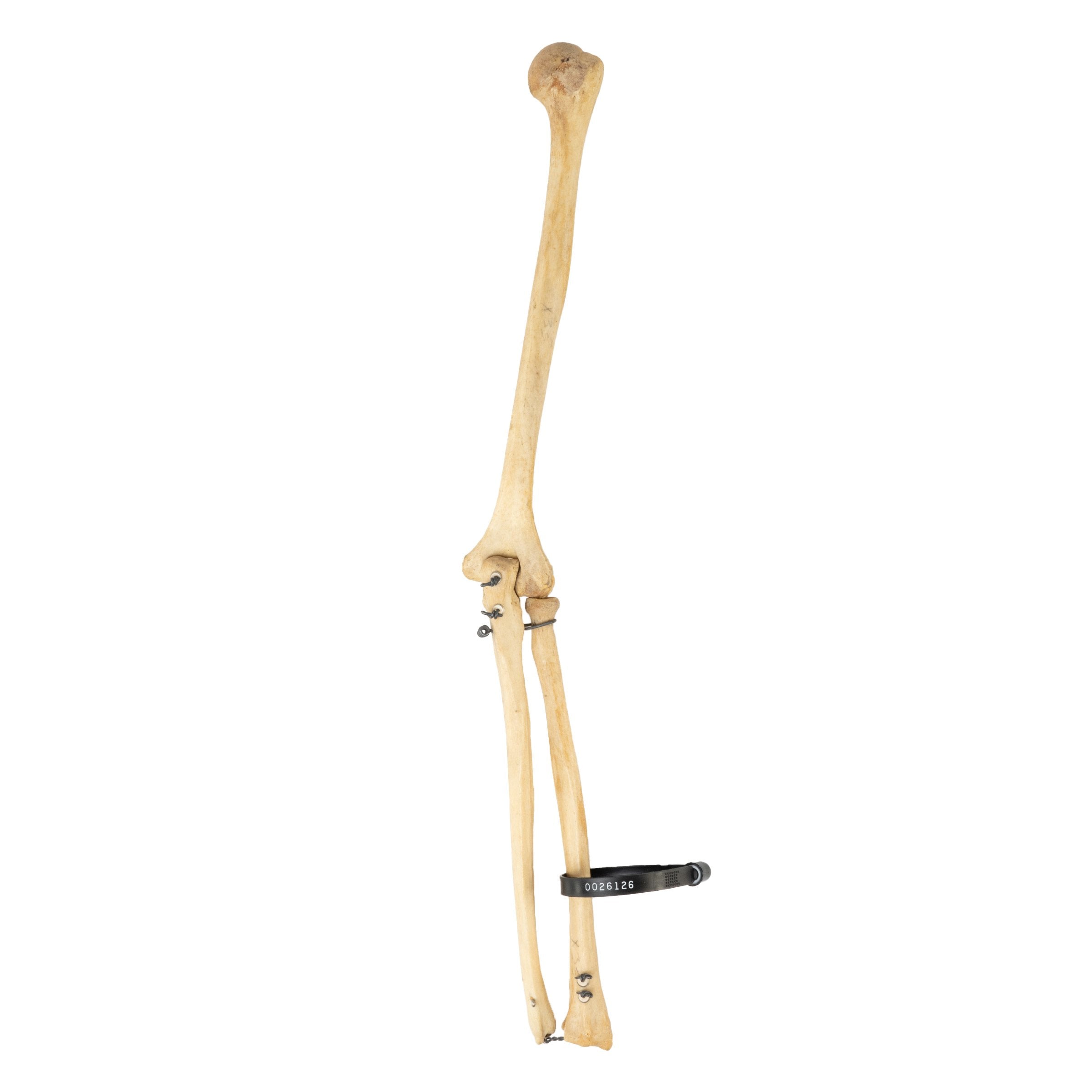 Right Humerus Unlabeled