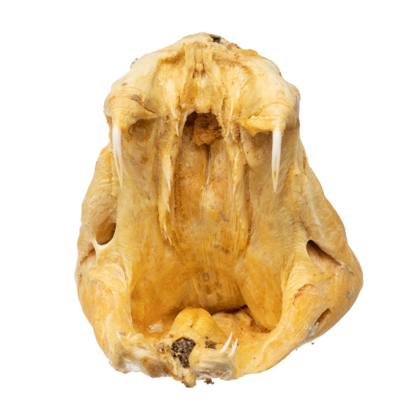 Real Preserved Rattlesnake Head — Skulls Unlimited International, Inc.