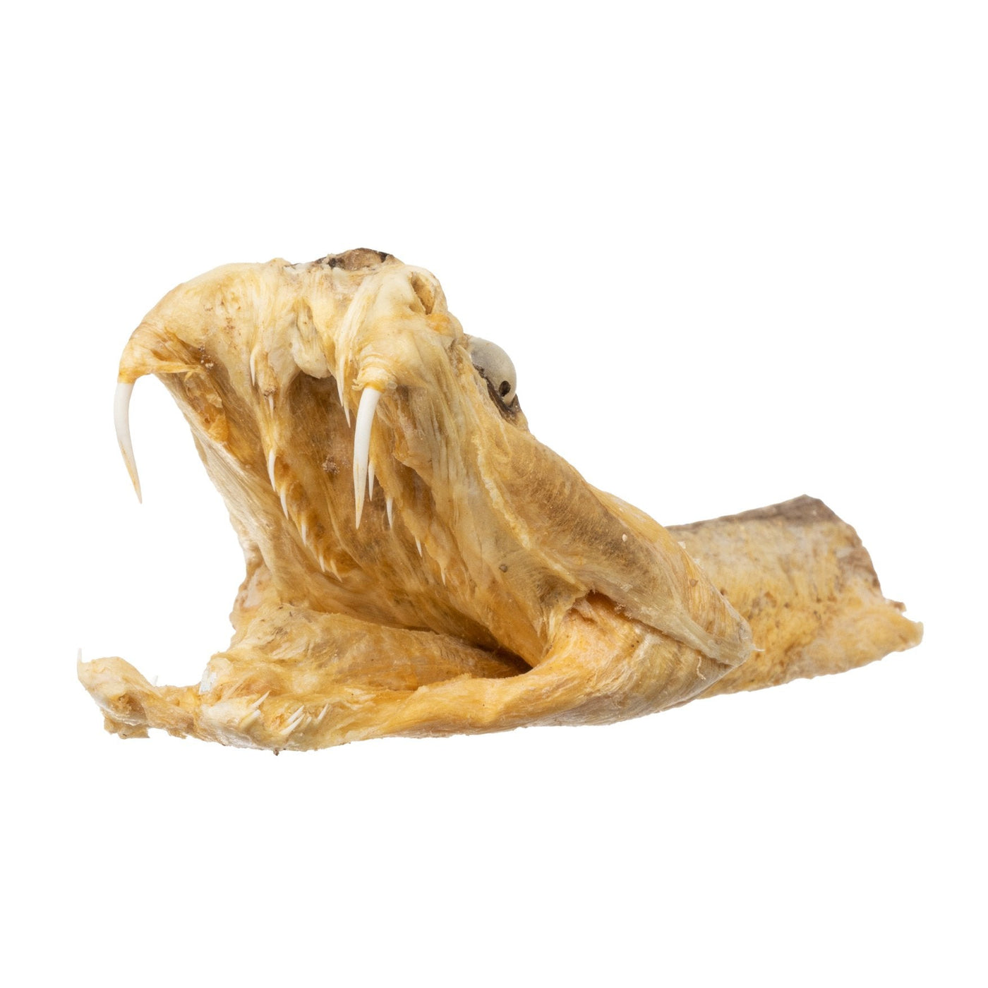 Real Preserved Rattlesnake Head — Skulls Unlimited International, Inc.