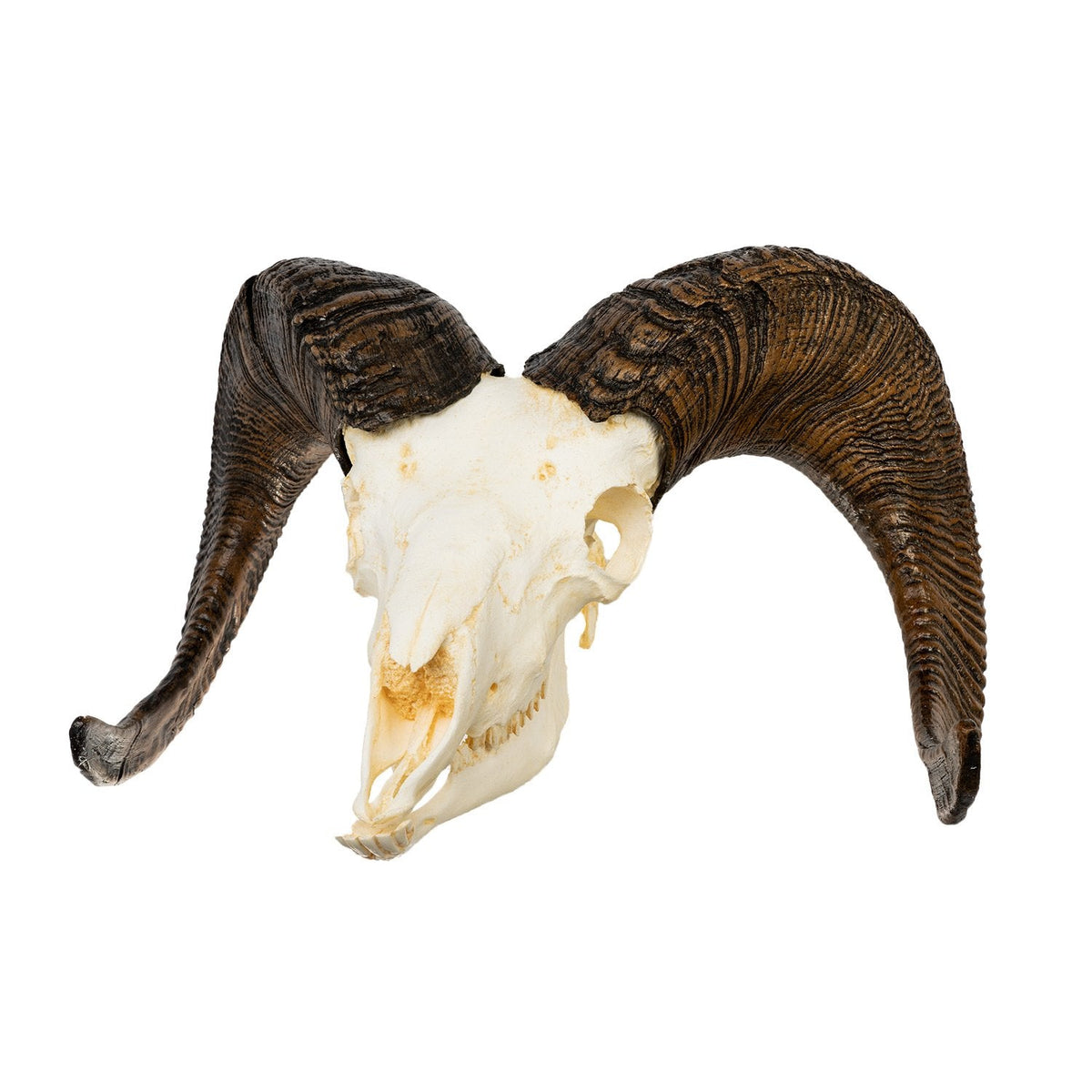 Replica Bighorn Sheep Skull (Male) For Sale — Skulls Unlimited ...