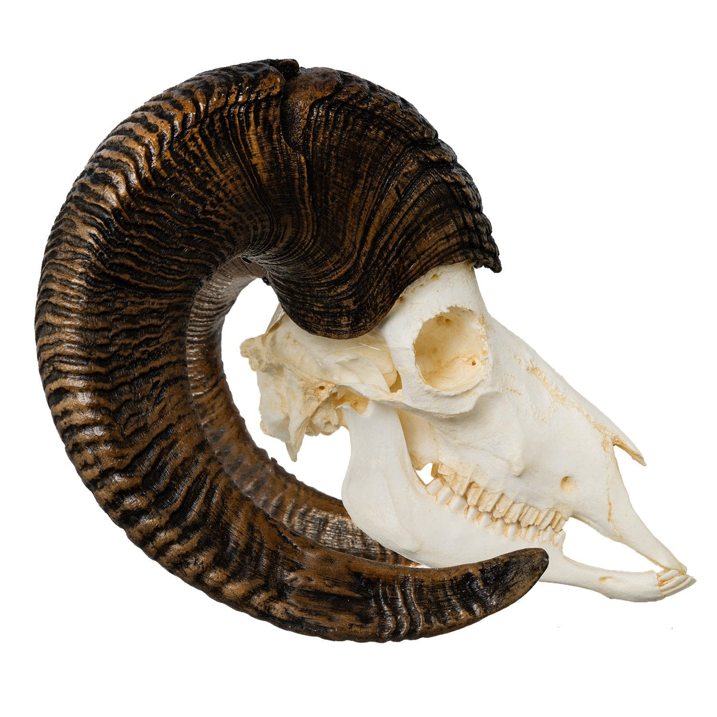 Replica Bighorn Sheep Skull - Male — Skulls Unlimited International, Inc.