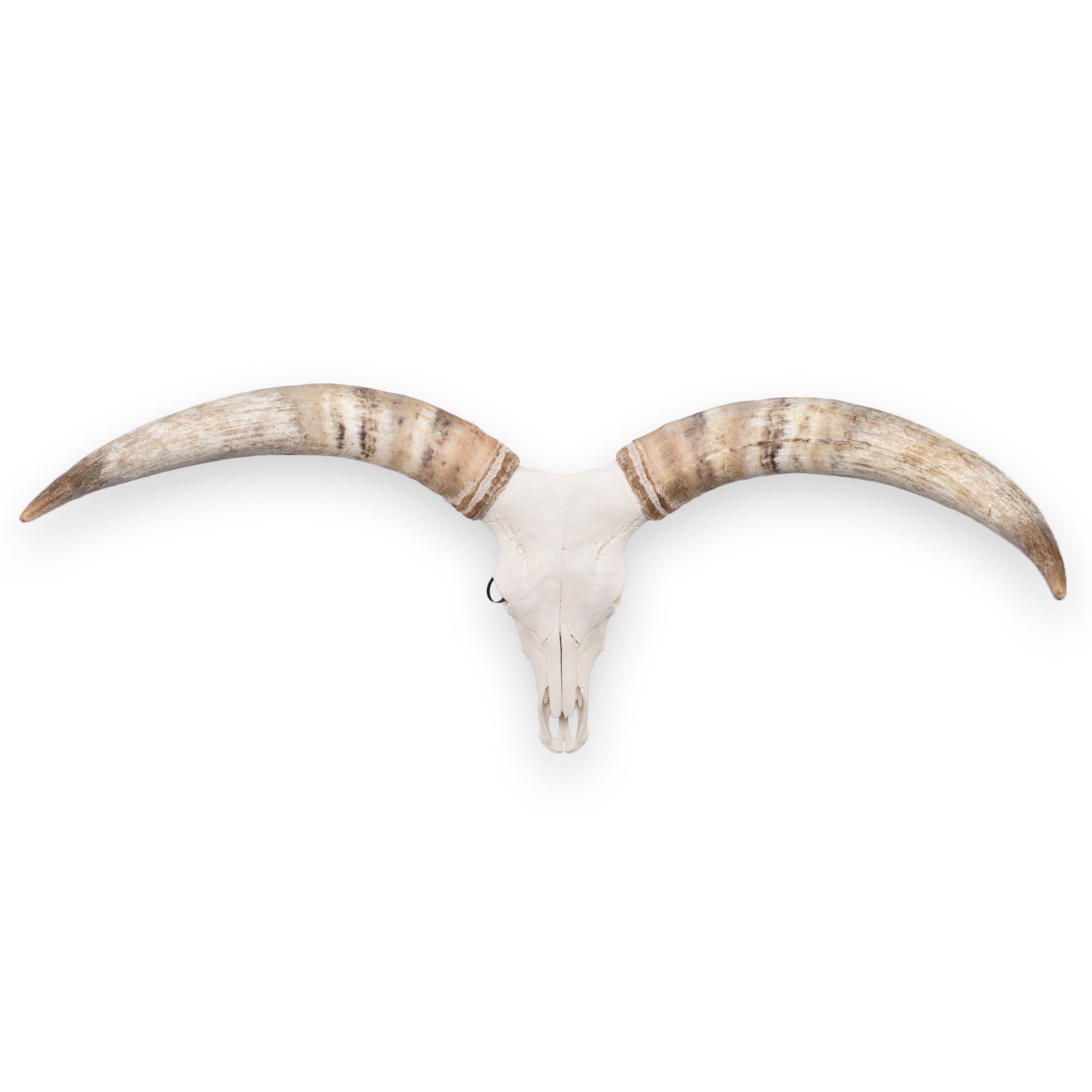 Ankole Watusi Skull