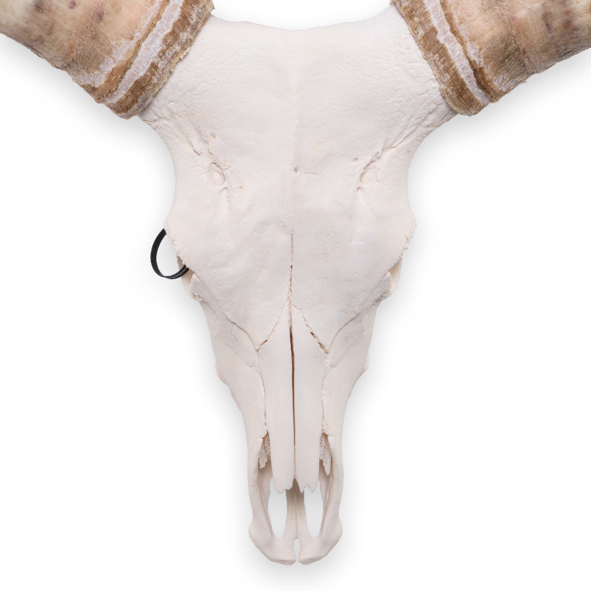Watusi Cattle Skull