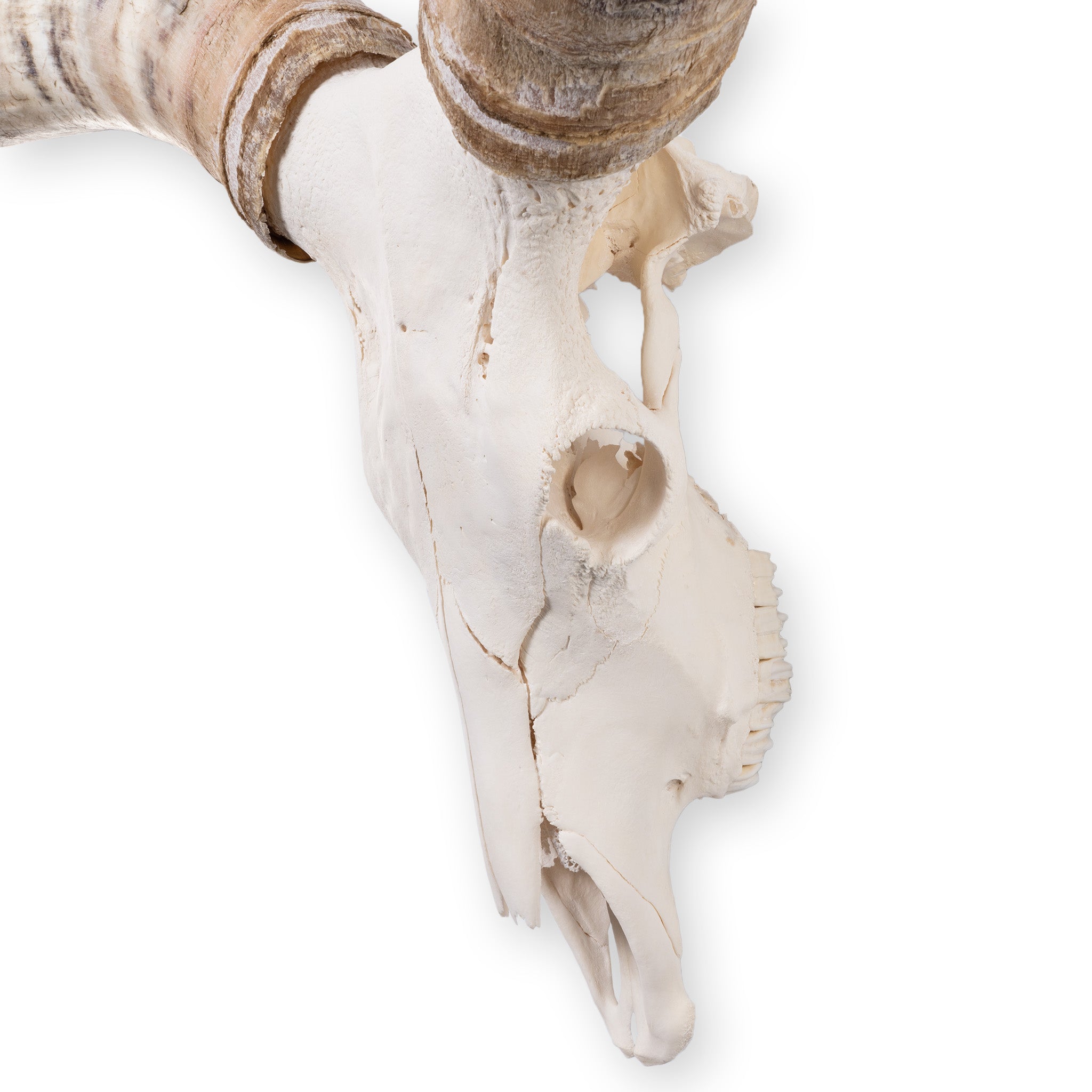 Watusi Cattle Skull