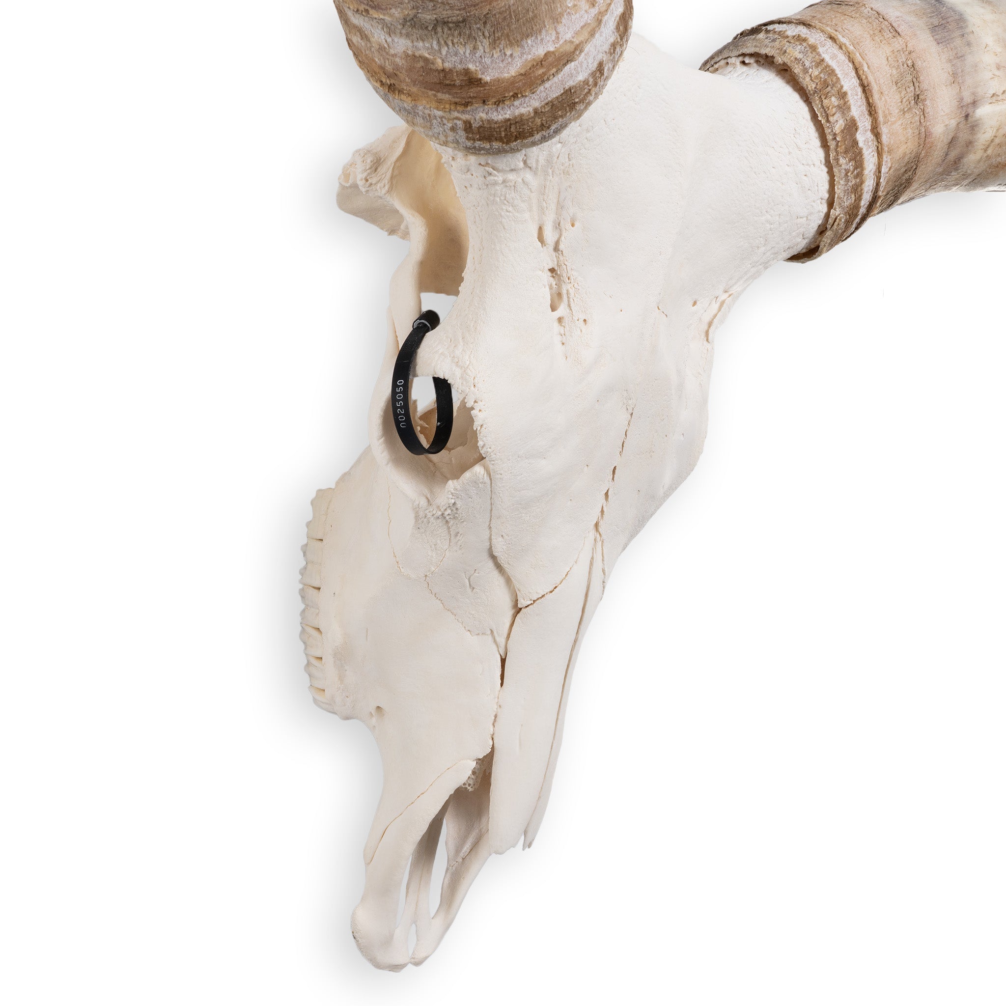 Watusi Cattle Skull