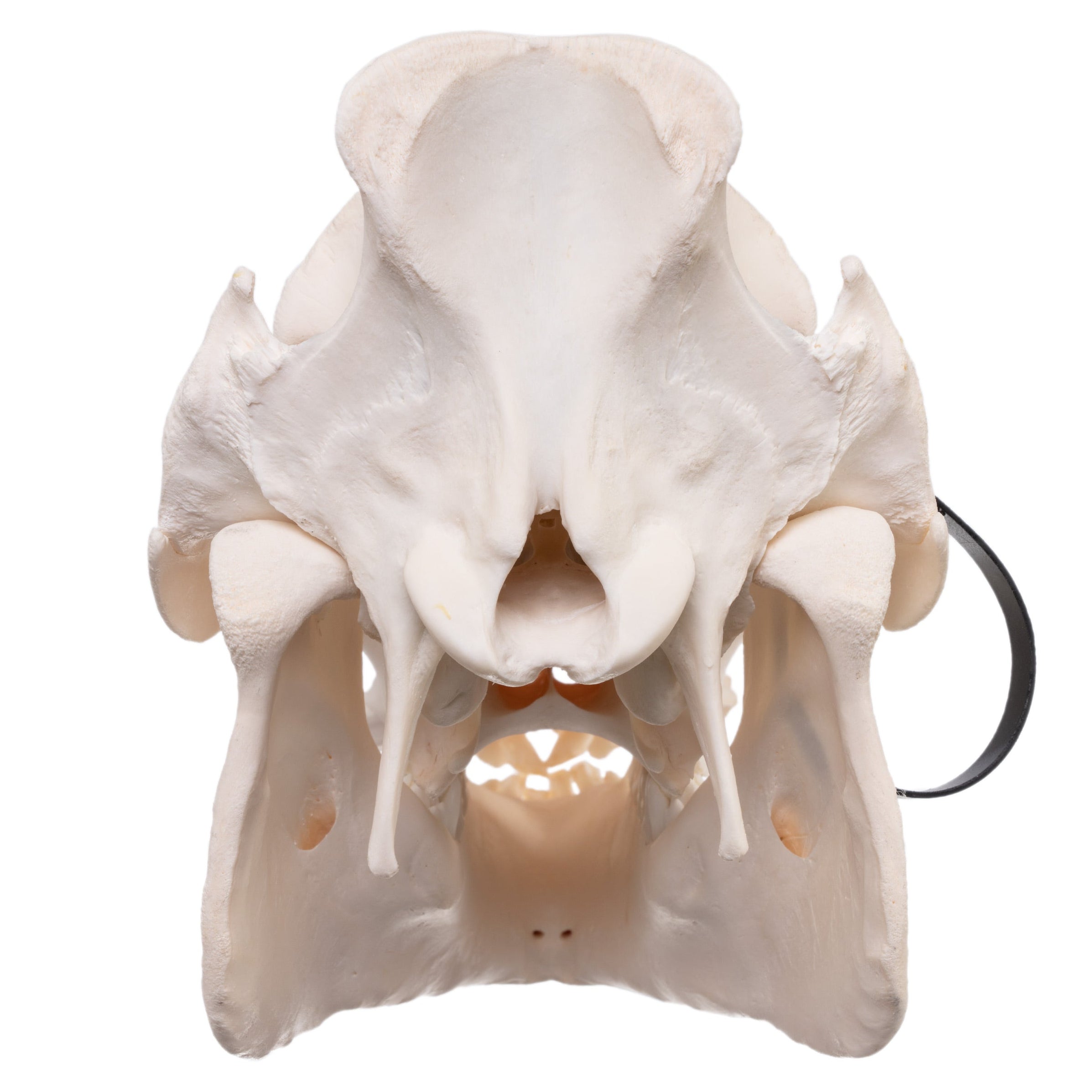 Real Domestic Pig Skull - Pathology — Skulls Unlimited International, Inc.