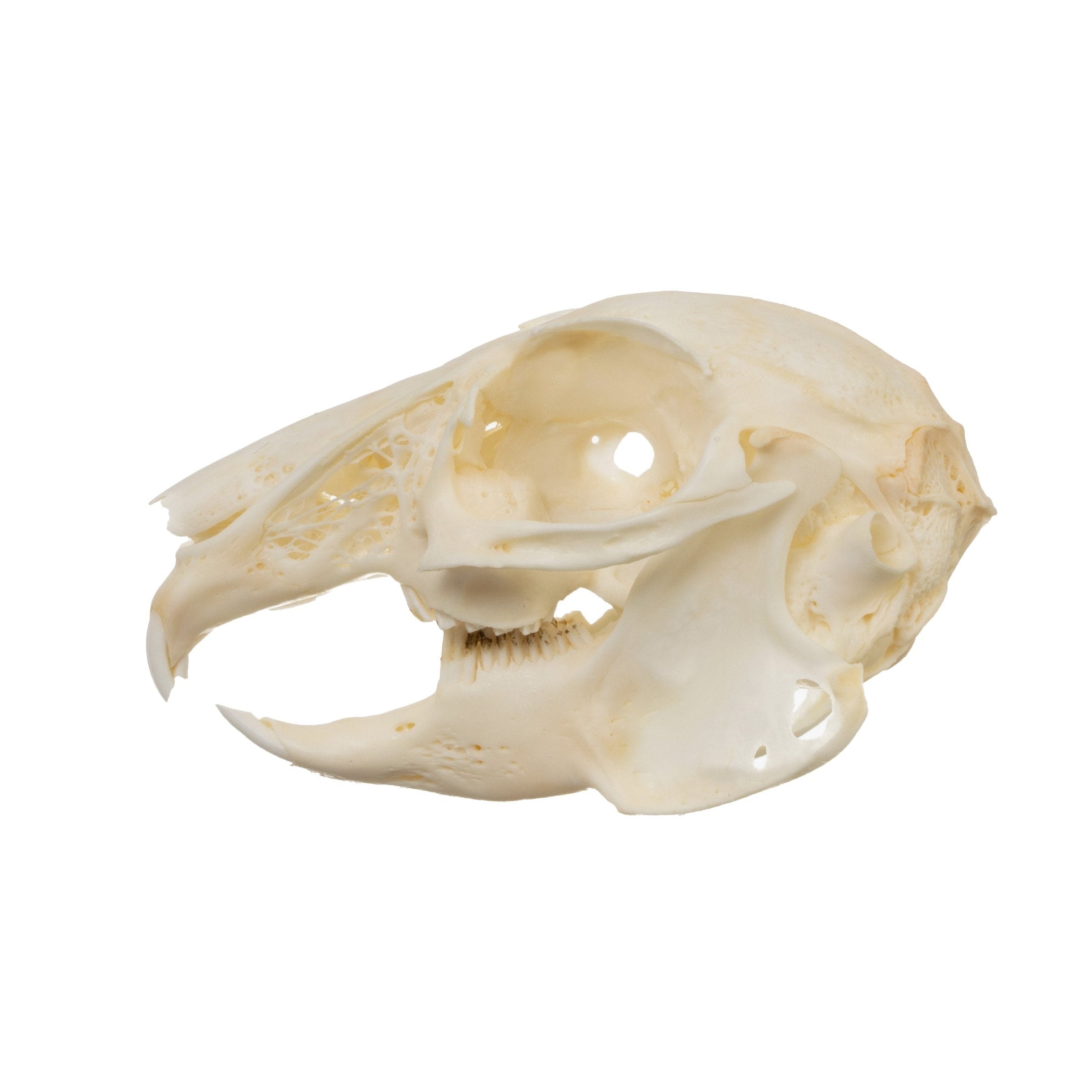 Real Desert Cottontail Rabbit Skull For Sale — Skulls Unlimited ...