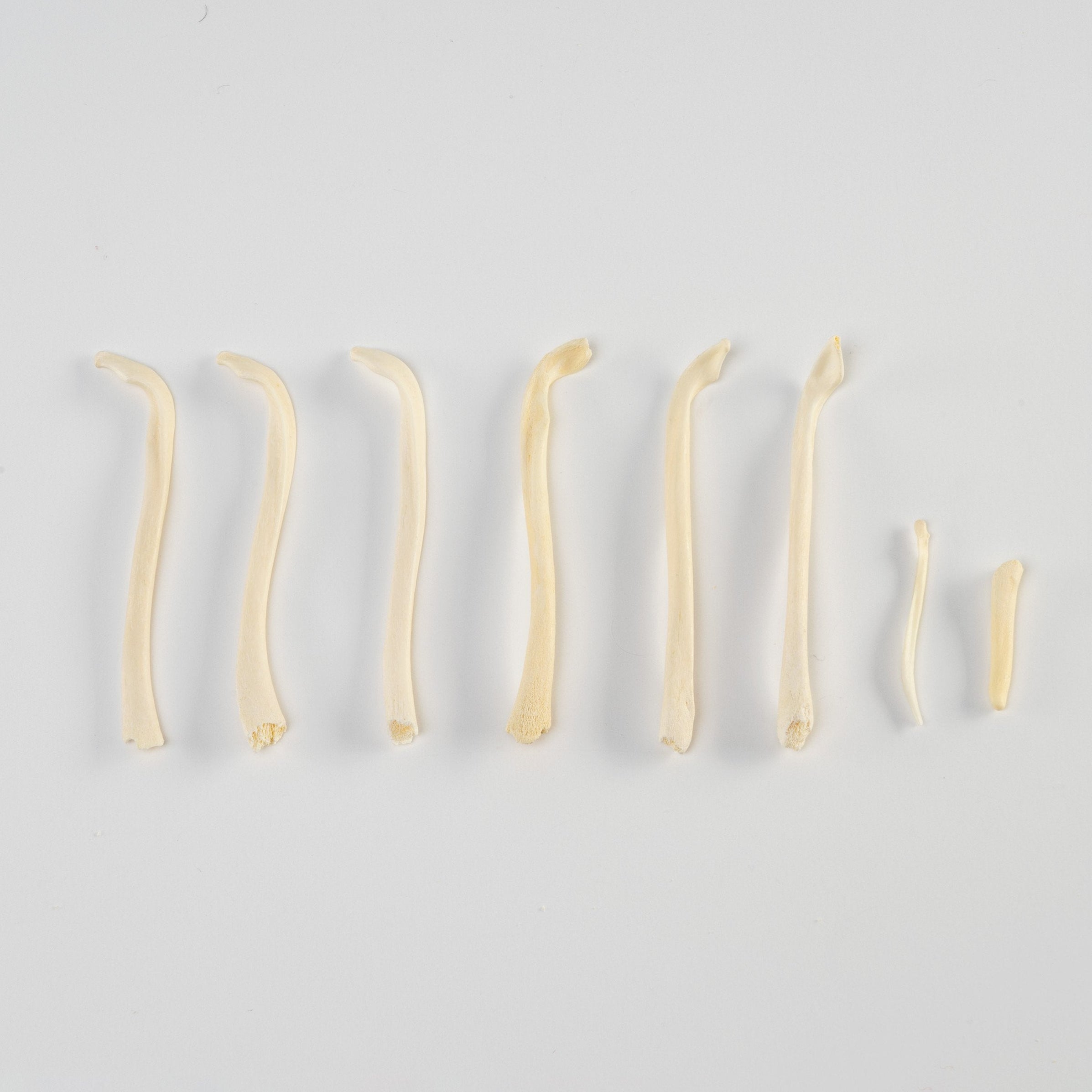 Real Bag-O-Baculum For Sale — Skulls Unlimited International, Inc.