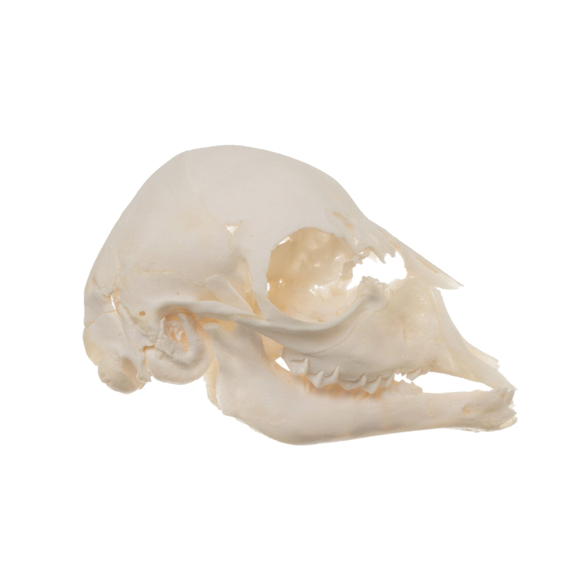 Real Fetal Domestic Goat Skull For Sale — Skulls Unlimited ...