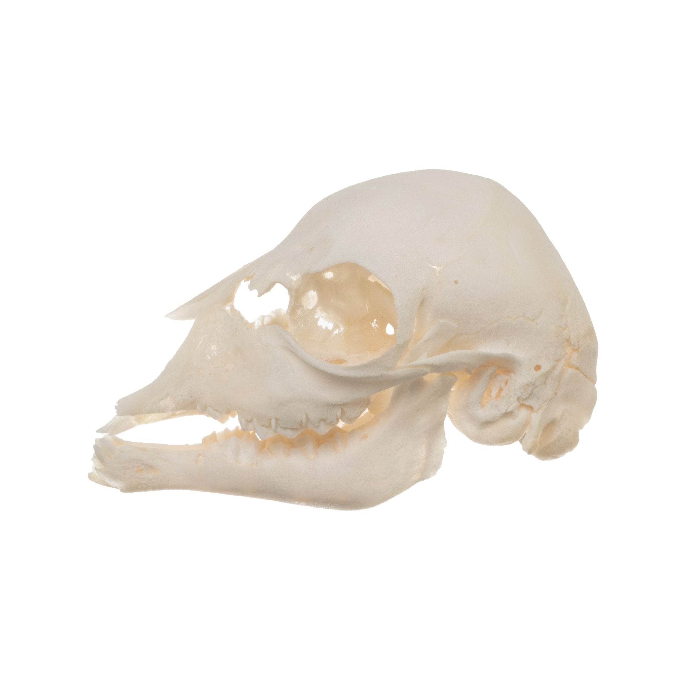 Real Domestic Goat Skull - Fetal — Skulls Unlimited International, Inc.
