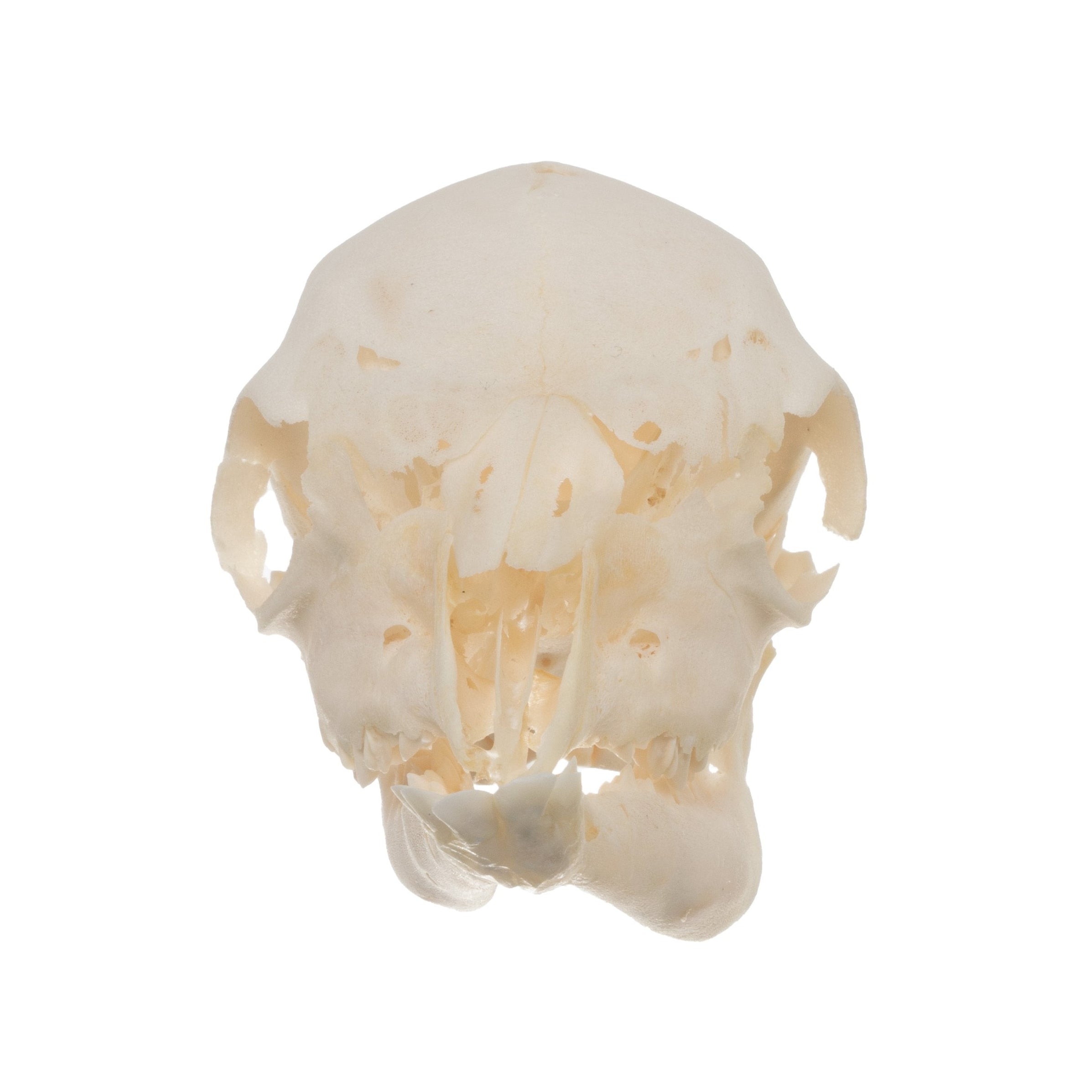 Real Domestic Goat Skull - Fetal — Skulls Unlimited International, Inc.