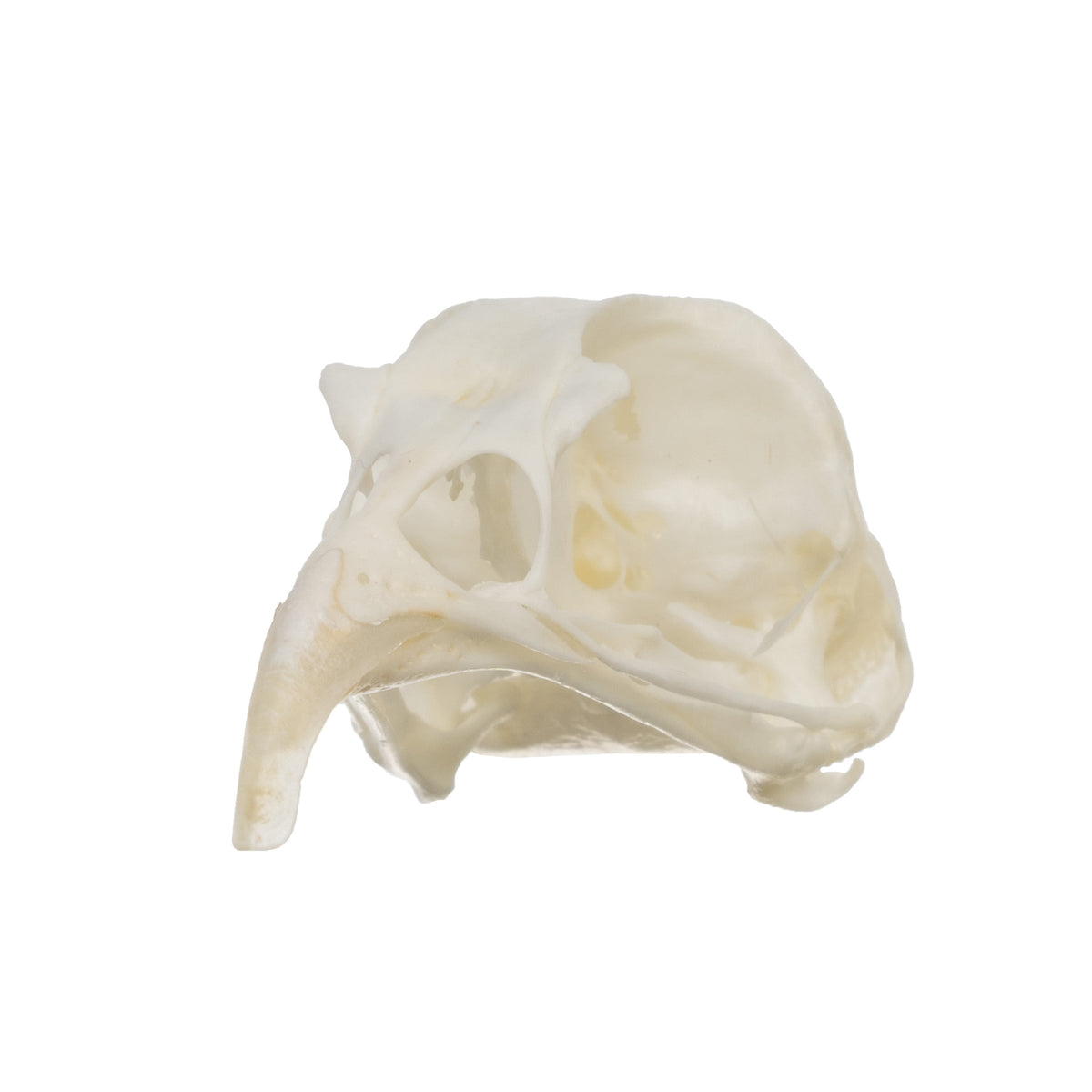 Real Hungarian Partridge Skull For Sale — Skulls Unlimited ...