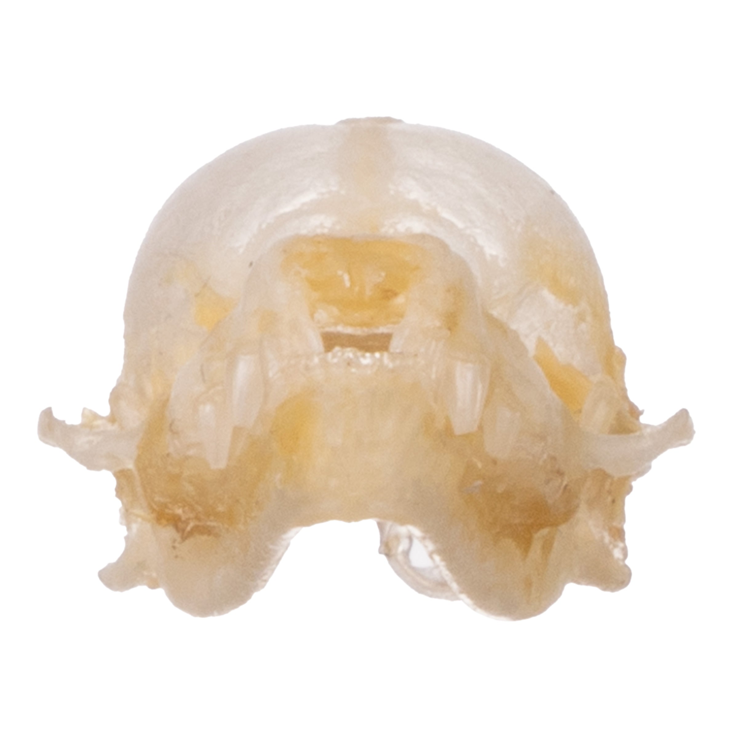 Eastern Pipistrelle Skull